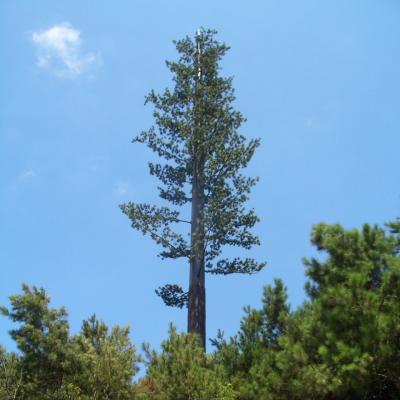 China Eco-Friendly Camouflaged Bionic Pine Tree Tower for 5G Wireless Network Aesthetic Integration Bionic Palm Tree Communication Mast Factory for sale
