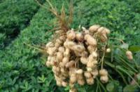 China PEANUT PLANTER for sale