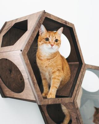 China Hexagon Cat Wall Shelf 50lb Bearing Cat Cave Bed Climbing Frame Pet Furniture for sale