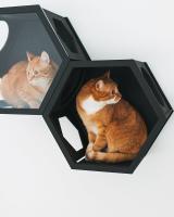 China Hexagon Cat Wall Shelf 50lb Bearing Cat Cave Bed Climbing Frame Pet Furniture for sale