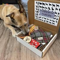 China Personalized Dog Birthday Treat Box 15 20 25 Inch Bandana Gift Set for Corgi Pitbull for sale