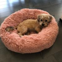 China Fluffy Donut Anti Anxiety Dog Bed 50cm 60cm 70cm Diameter Calming Pet Mattress Oxford Cloth Waterproof for sale