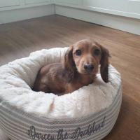 China Cream Striped Calming Dog Bed 47cm Anti Anxiety Nest Pet Mattress OEM ODM for sale
