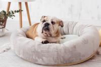 China Calming Donut Dog Bed 80cm 100cm Anxiety Relief Pet Bed with Removable Cover for sale