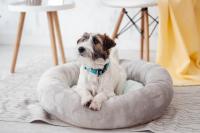 China Calming Donut Dog Bed 80cm 100cm Anxiety Relief Pet Bed with Removable Cover for sale