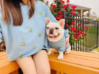 China Cat Dog Matching Pet Owner Set Smiley Face Embroidery Sweatshirt 2XL-4XL for sale