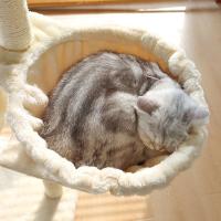 China ISO9001 2008 FSCI BSCI Certified Wooden Cat Tree with Large Condo and Multilevel Design for sale