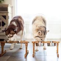 China 15-Degree Tilt Pet Bowl Stand Customized Wood Printing Laser Engrave Two Removable Bowls for sale