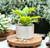 China Acacia Wood Riser Round Pedestal Riser Board Wood Pedestal Stand for Kitchen Display for sale