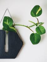 China Propagation Station Modern Mini Wooden Box Wall Planter for Porch and Wall Decor Pots for sale