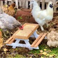 China Pet Feeder Mini Picnic Table Chicken Feeder for Small Animals NO LCD Display for sale