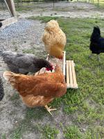 China Pet Feeder Mini Picnic Table Chicken Feeder for Small Animals NO LCD Display for sale
