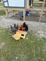 China Pet Feeder Mini Picnic Table Chicken Feeder for Small Animals NO LCD Display for sale