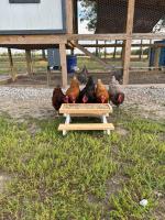 China Pet Feeder Mini Picnic Table Chicken Feeder for Small Animals NO LCD Display for sale