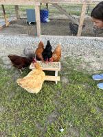 China Pet Feeder Mini Picnic Table Chicken Feeder for Small Animals NO LCD Display for sale