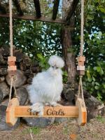 China Chicken Toys Wall Mounted Cat Perch Suitable for Cats and Animals for sale