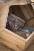 China Household Storage Container Cat Bed Cave in Modern Design with Solid Wood and Side Table for sale