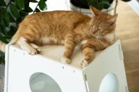 China Wooden Stool Home Appliance Modern Indoor Pet Cage House for Dog and Cat Living Room for sale
