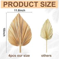 China Vitalucks Logo Eco-Friendly Compostable Hand 4 Pcs Large Natural Gold Dried Palm Leaves for sale