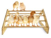 China Gray Chick Perch Strong Wooden Jungle Gym Roosting Bar Chicken Toys for Coop and Brooder for sale