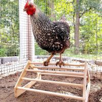 China Gray Chick Perch Strong Wooden Jungle Gym Roosting Bar Chicken Toys for Coop and Brooder for sale