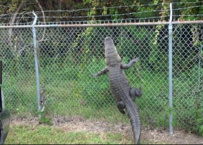 China Easy Install Square Chain Link Fence Animal Enclosure Mesh 5m - 25m Length for sale