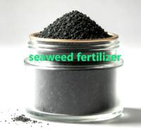 China Organic Kelp Extract Powder Seaweed Fertilizer For Plants Fruit Vegetable for sale