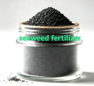 China Organic Kelp Extract Powder Seaweed Fertilizer For Plants Fruit Vegetable for sale
