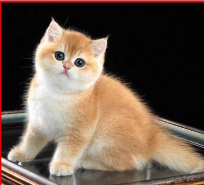 China Pet Living Care Category for sale