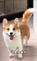 China Custom Pet Cat Adoption Service For Puppy Dog Kitten Breeding And Rearing for sale