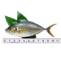 China Wintape 40 Inches Waterproof Adhesive Tape Measure Fish Ruler for Fishing Boat Measuring for sale