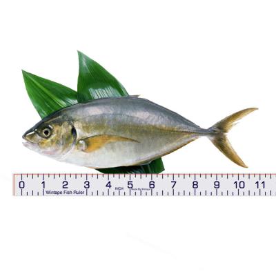 China Wintape 40 Inches Waterproof Adhesive Tape Measure Fish Ruler for Fishing Boat Measuring for sale