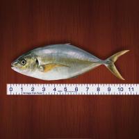 China Wintape 40 Inches Waterproof Adhesive Tape Measure Fish Ruler for Fishing Boat Measuring for sale