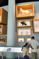 China Sealed Anti-UV Glass Museum Specimen Vitrine with Modular Splicing Structure and Customizable Back Panel for sale