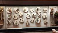 China Sealed Anti-UV Glass Museum Specimen Vitrine with Modular Splicing Structure and Customizable Back Panel for sale