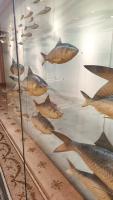 China Large Wall-Mount Specimen Vitrine with Anti-UV Glass, Modular Splicing, and Built-in LED Lighting for Museum Exhibits for sale