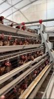 China A type layer cages for sale