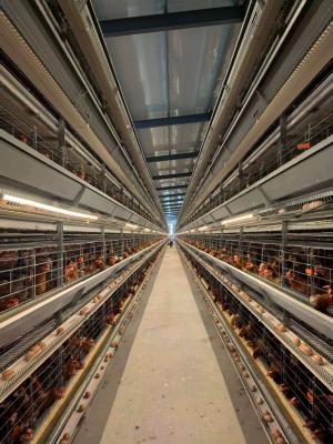 China H type layer cages（3‑8 layers customizable） for sale