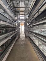 China 2026 Fully Automatic Poultry Cages, Suitable for Poultry Farms for sale