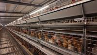 China Industrial Grade H-Type Stacked Battery Cages with Overseas Engineering Support for sale