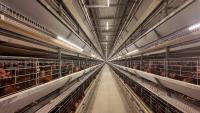 China Industrial Grade H-Type Stacked Battery Cages with Overseas Engineering Support for sale