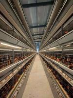 China Fully Automatic H-Type Layer Cages for Commercial Layer Farms for sale
