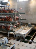China Longitudinal automatic manure removal system for sale