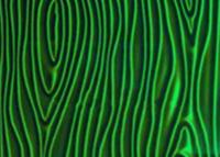 China Decorative Printed Laminated Glass , 5mm Laminated Shower Glass for sale