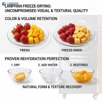 China Mini Automatic Home Food Freeze Dryer with Vacuum Freeze Drying System for sale