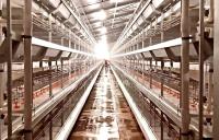 China Popular Galvanized Custom Prefabricated Steel Structure Poultry House Chicken House Coop for sale