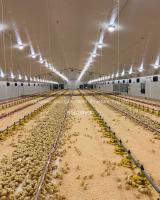 China Durable Prefabricated Steel Structure Poultry House with Customizable Design and Easy Installation for sale