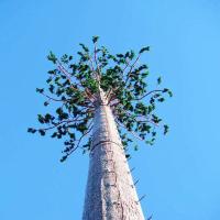 China Bionic Tree Single-pole Camouflage Tower Hot-dip Galvanized Steel Pipe Telecom Signal Transmission Customized Height 50 Years for sale