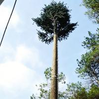 China Hot dip galvanized Bionic Tree Tower with lifespans exceeding 30 years providing communication infrastructure with natural tree appearance for sale