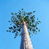 China Hot dip galvanized Bionic Tree Tower with lifespans exceeding 30 years providing communication infrastructure with natural tree appearance for sale